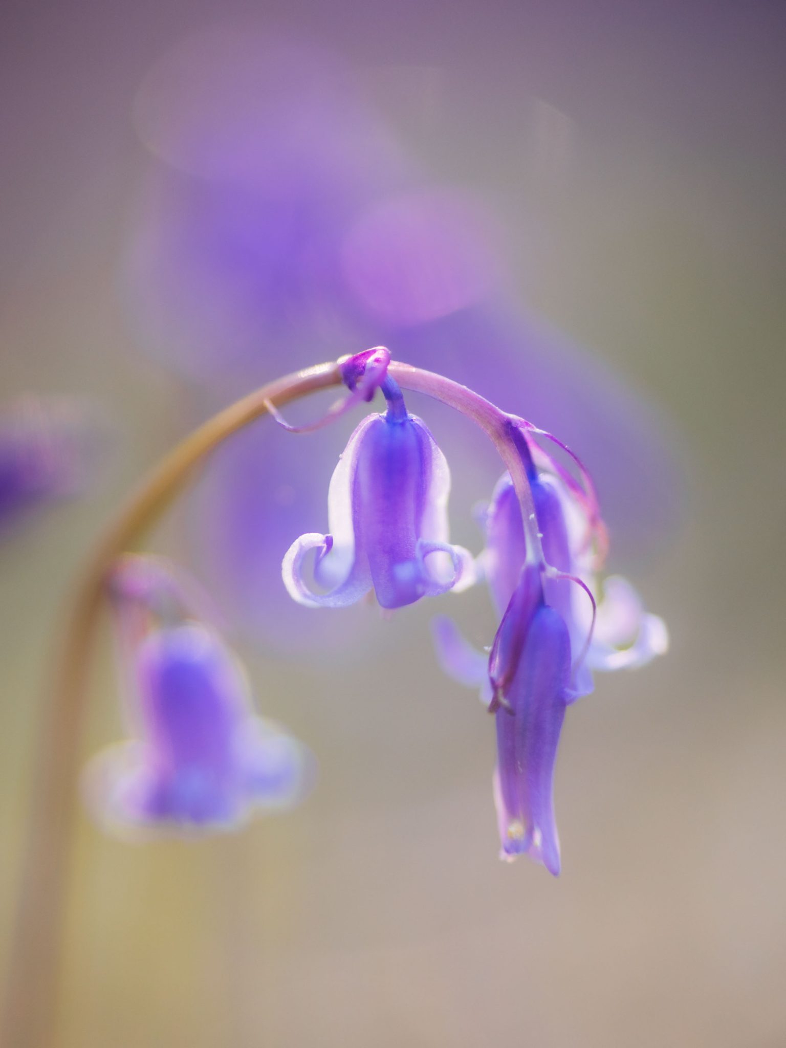Hallerbos, the Magical Bluebells Forest in Belgium