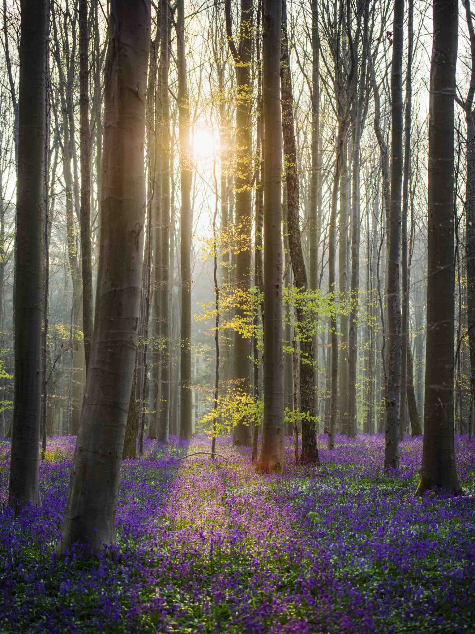Hallerbos, the Magical Bluebells Forest in Belgium